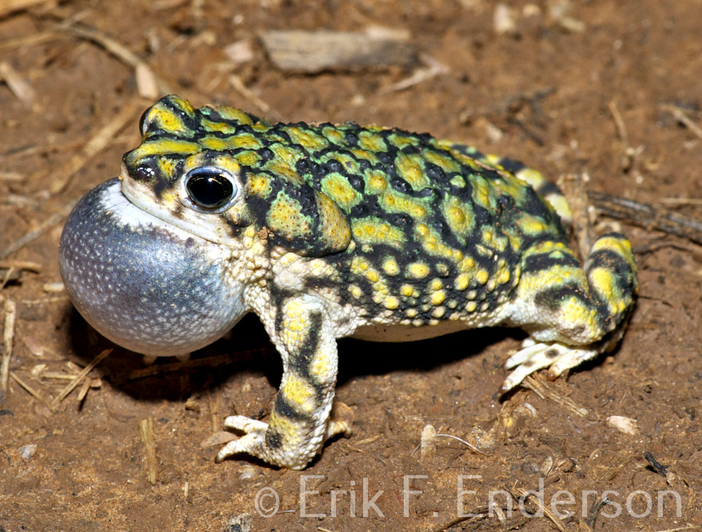Sky Island Alliance Reptiles & Amphibians